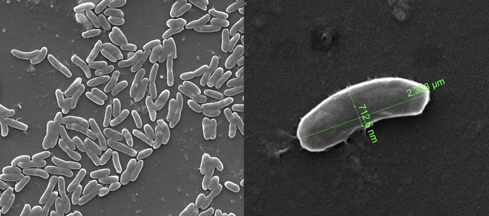 Azospirillum, la bacteria clave en la búsqueda de una agricultura sustentable - Biologicals Latam